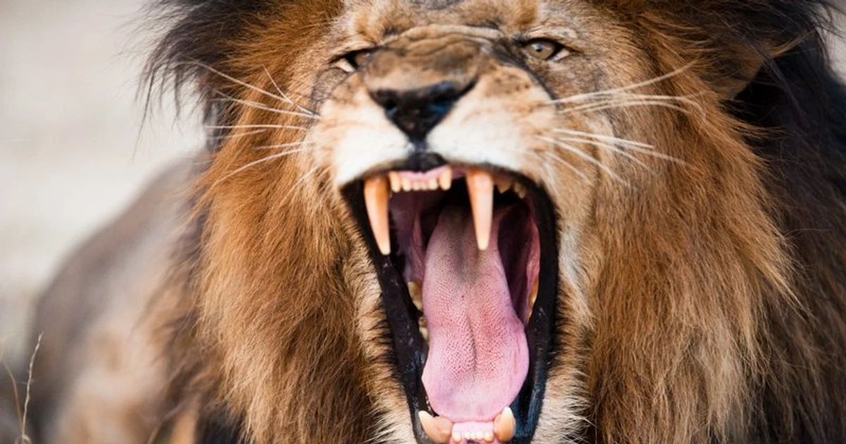 How To Survive A Lion Attack - Advice And Information