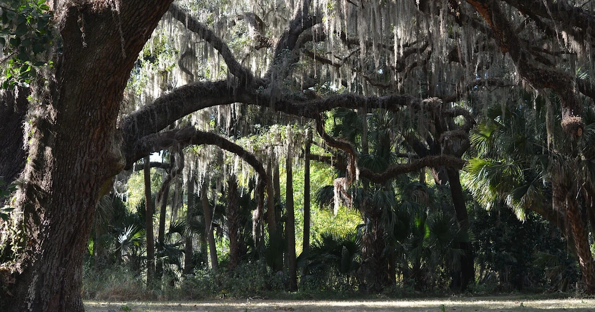 Carney Island - A Must-see Conservation Area