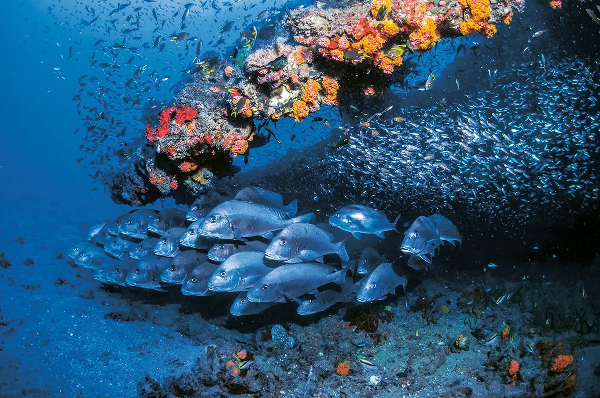 Scuba Diving In The Great Barrier Reef | 13 Best Dive Sites