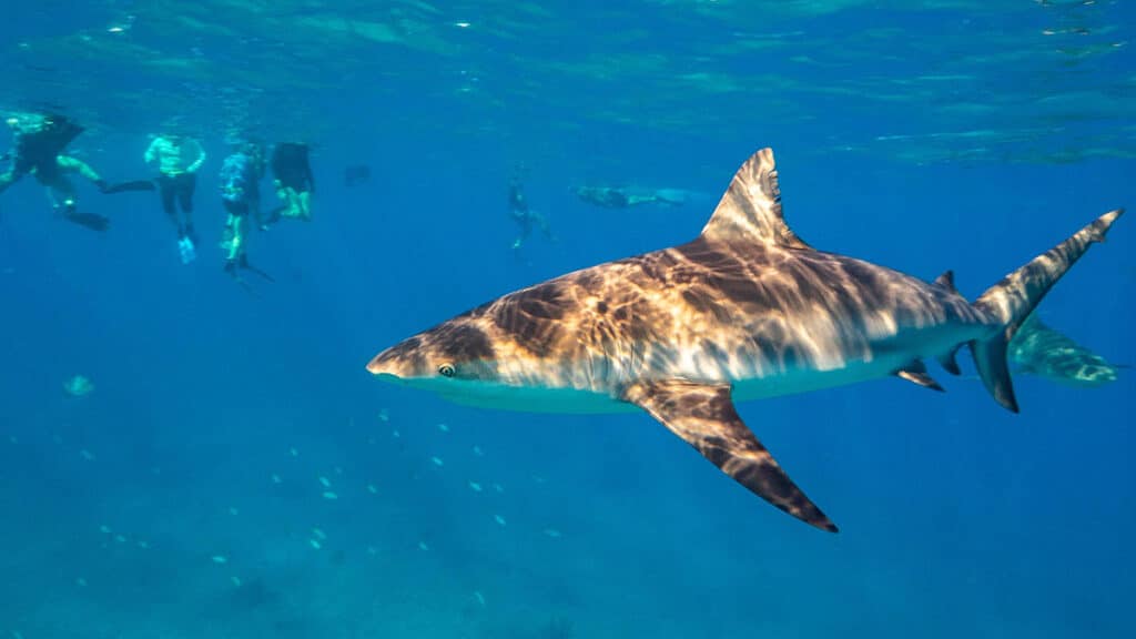 Things To Do In Bimini - Top 25 Activities For Fun And Relaxation