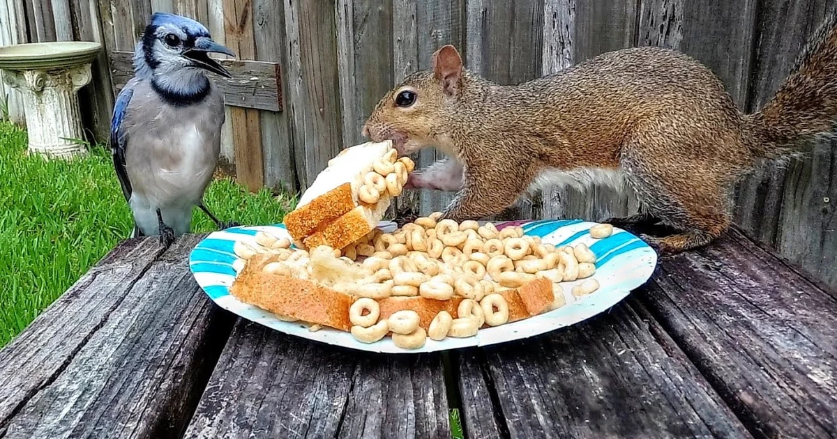 What Animals Eat Peanuts? The Surprising List & Safe Feeding Tips