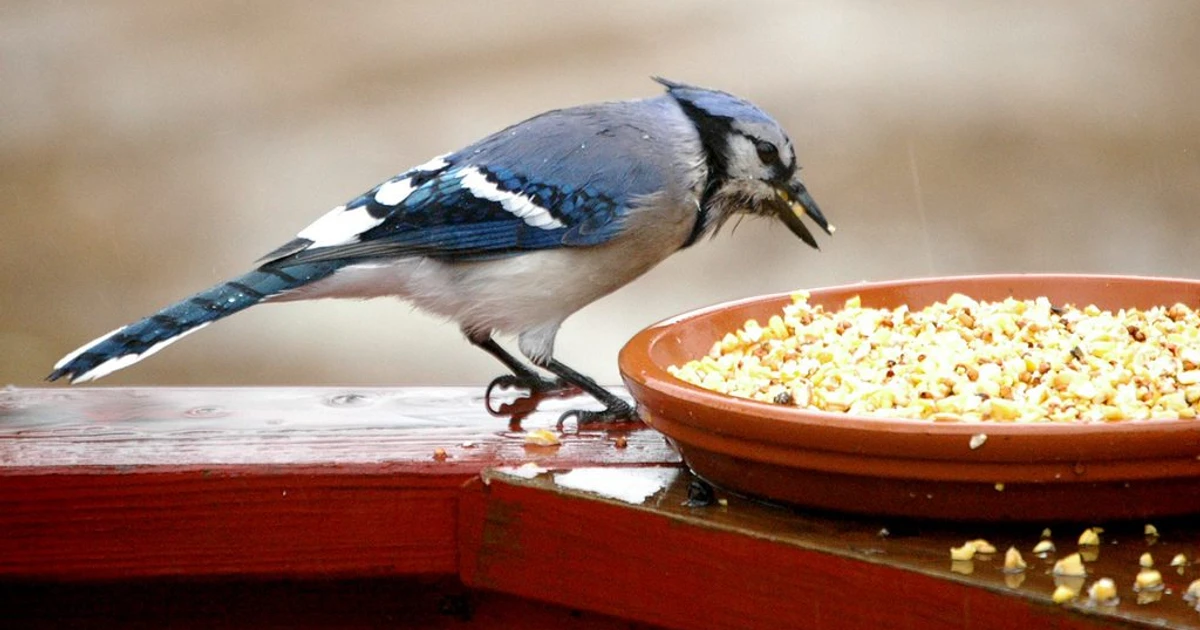 What Do Bluejays Eat? Decoding Their Dietary Habits