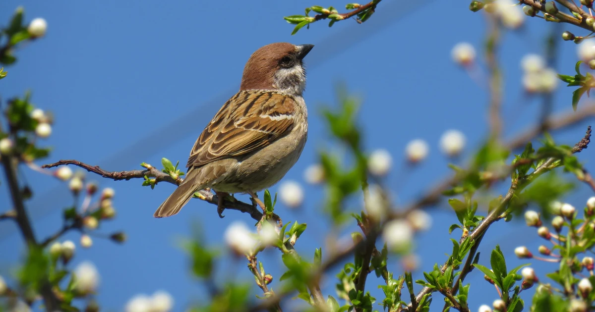 How To Kill Sparrows - Effective Methods For Sparrow Control
