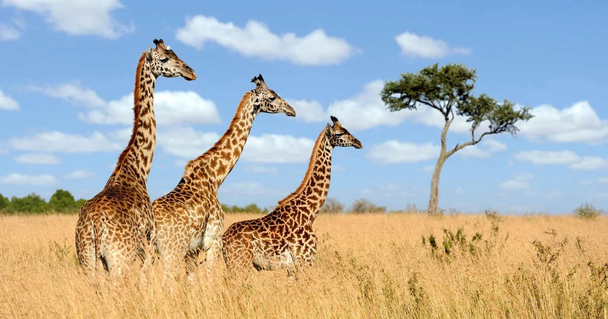 22 Best Wildlife Safari Destinations Around The World
