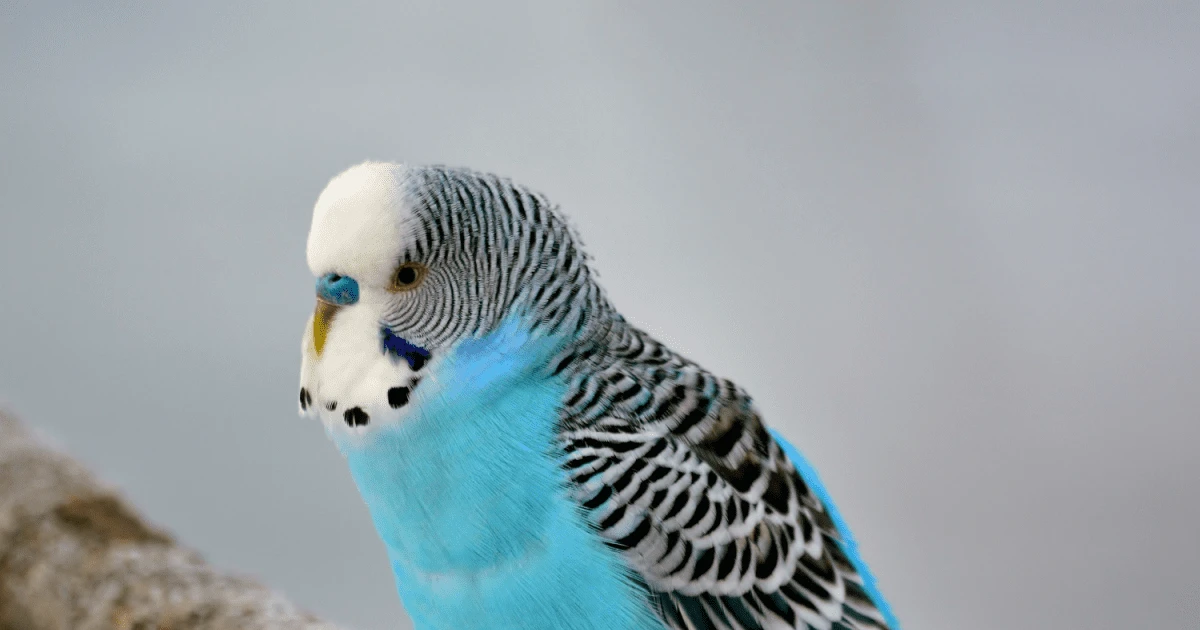 Normal Budgie Poop | Everything You Need To Know